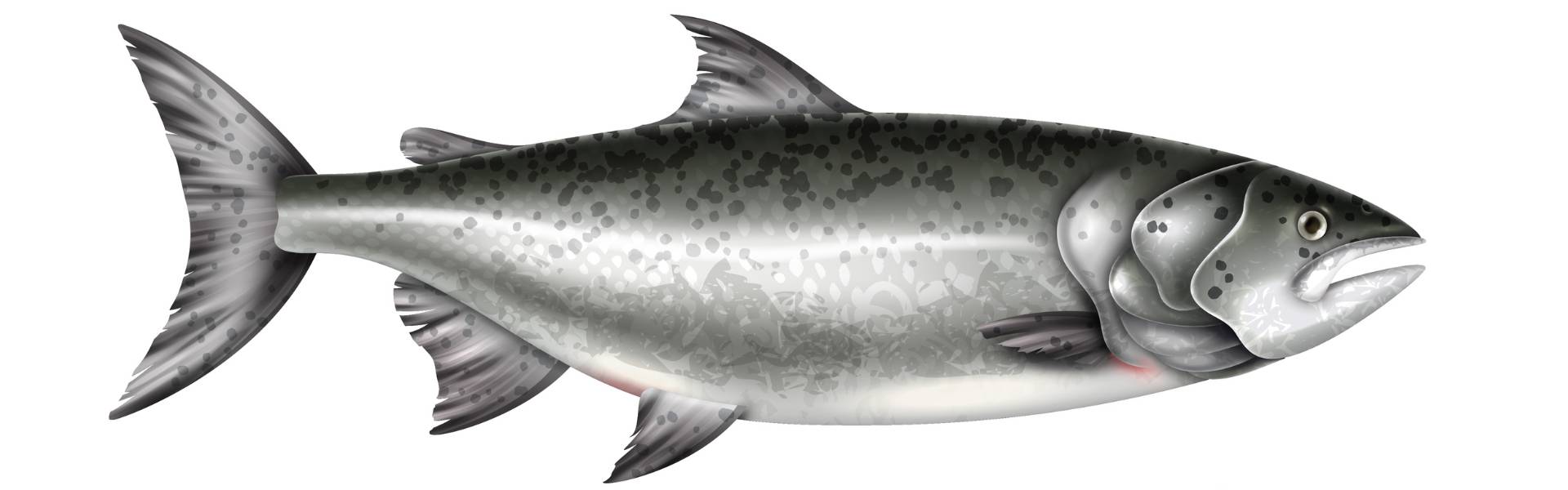 סלמון לכלבים וחתולים