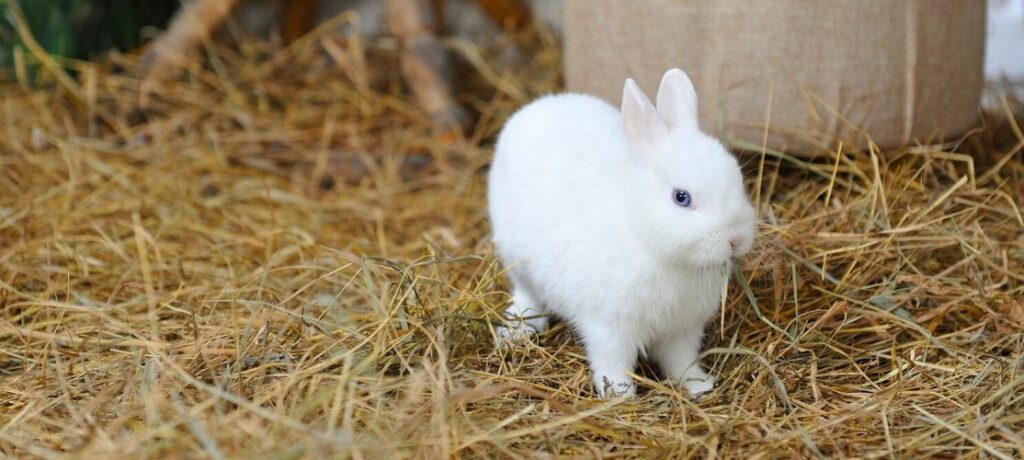 מדריך מקיף לטיפול בארנב ננסי - Dwarf Rabbit Care - iPets